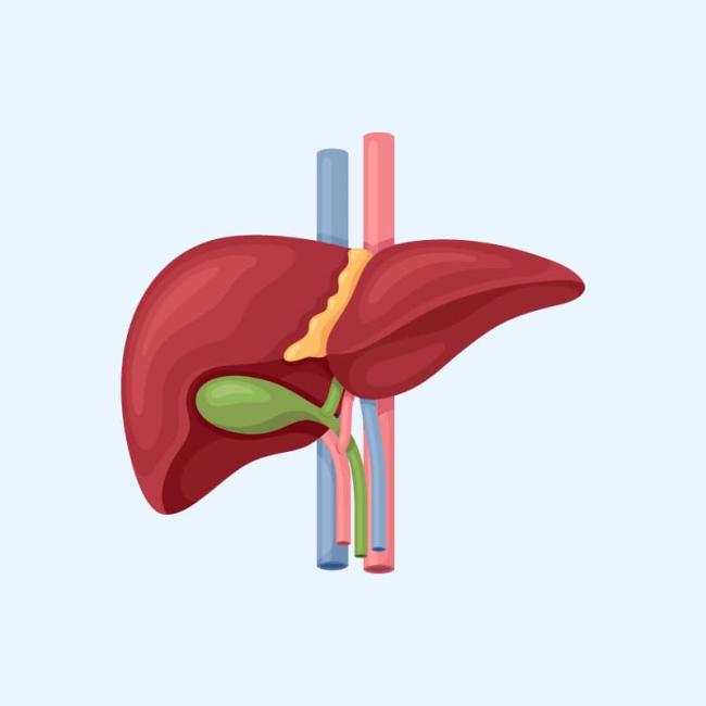 De verschillende organen | oldg